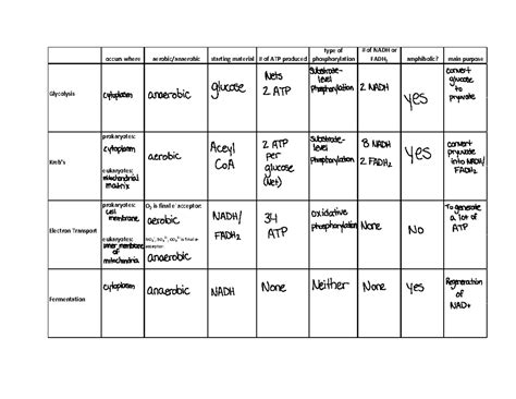 Metabolism Summary Of Glycolysis Krebs Cycle Electron Transport Chain Fermentation Occurs
