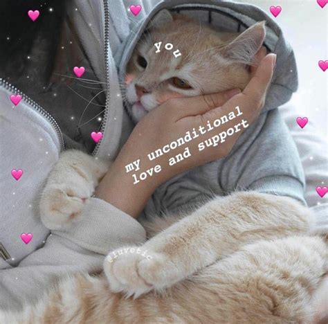 Cute Cat Pictures Memes
