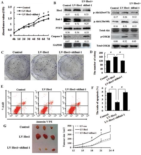 Oncotarget Hes1 Promotes Cell Proliferation And Migration By