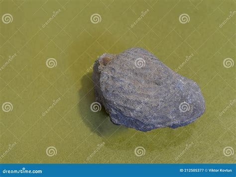A Close Up Of A Mollusk Fossil In The Cretaceous Sandstone Stock Image