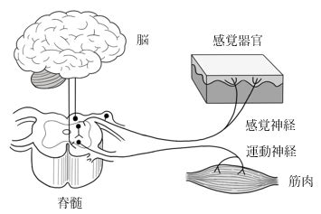 神経系と刺激に対する反応学習プリント付き ばっしー先生のバシッと解説中学理科
