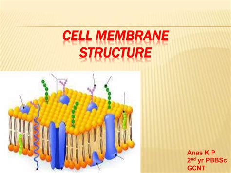 Cell Membrane Ppt Pptx