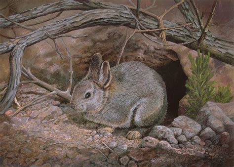 Meet The Pygmy Rabbit And The Bird Conservation Focal Species That