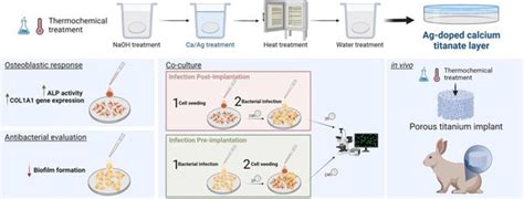 D Piñera Et Al Surface Competition Between Osteoblasts And Bacteria