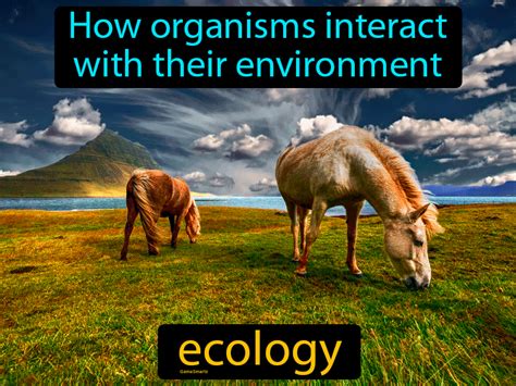 Ecology Definition