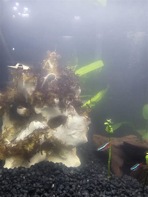 Is My Java Moss Supposed To Look Like This Raquariums