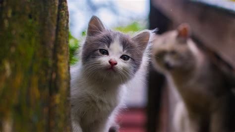 고양이 아기 귀여운 배경 화면 1920x1080 배경 화면 다운로드