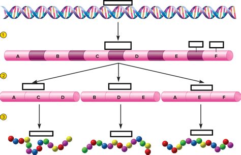 Alternative Splicing Of MRNA Diagram Quizlet