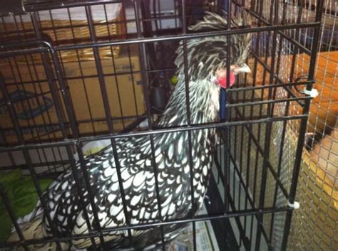 Polish Hen Or Roo Backyard Chickens Learn How To Raise Chickens