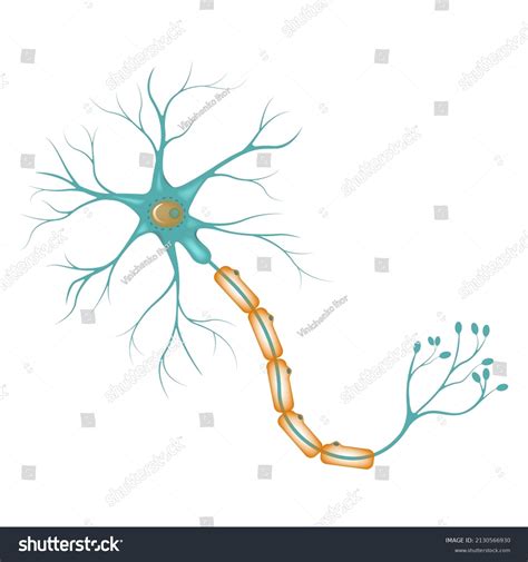 Diagram Neuron Cerebral Cortex Structure Nerve Stock Vector Royalty