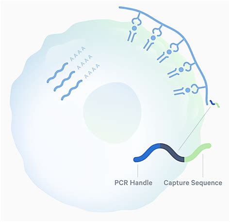 A Sequencing Approach To T Cell Receptor Antigen Recognition X Genomics