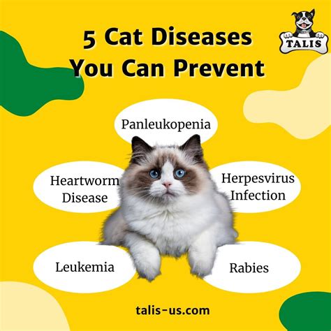 Autoimmune Disease In Cats Causes Symptoms Treatment Artofit