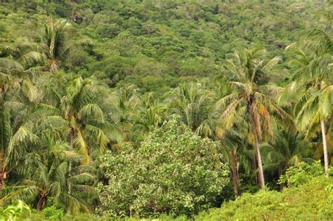 La Giungla In Indonesia Java Le Felci Di Albero E Le Palme Sui Pendii