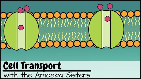 Cell Transport Membranes Like To Move It Move It Cell Transport