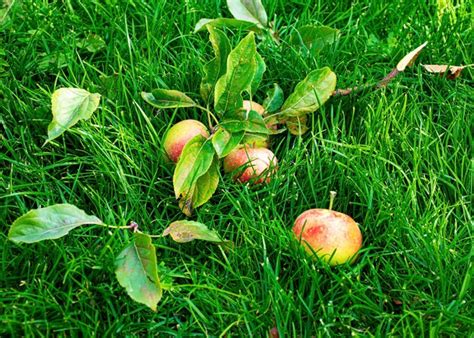 Fruit Grass Images Free Download On Freepik