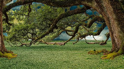 1920x1080px Free Download Hd Wallpaper Green Grassy Field Over