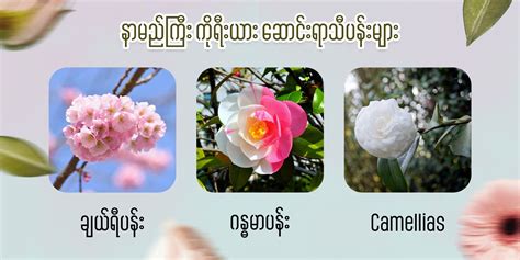 နာမည်ကြီး ကိုရီးယား ဆောင်းရာသီပန်းများ Myangoal