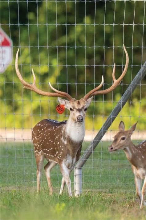 AXIS Big Time Whitetails And Exotics