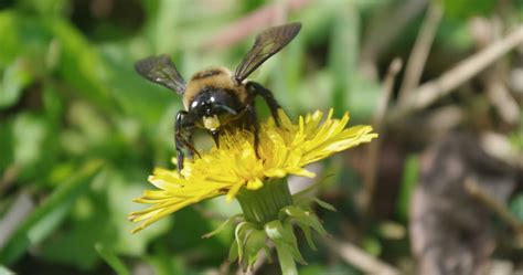 8 Ways To Get Rid Of Carpenter Bees