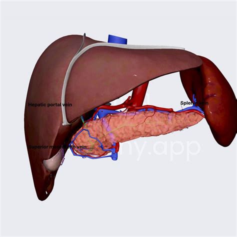 Venous Drainage Anatomy App