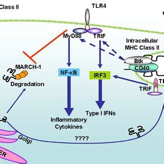 PDF Regulation Of Innate Immunity Via MHC Class II Mediated Signaling
