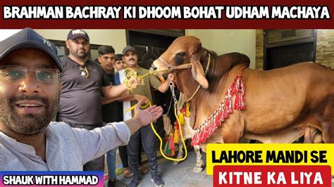Kitne Ka Liya💯lahore Mandi Se Brahman Wo Bhe Full Udham Machaya💥 Youtube
