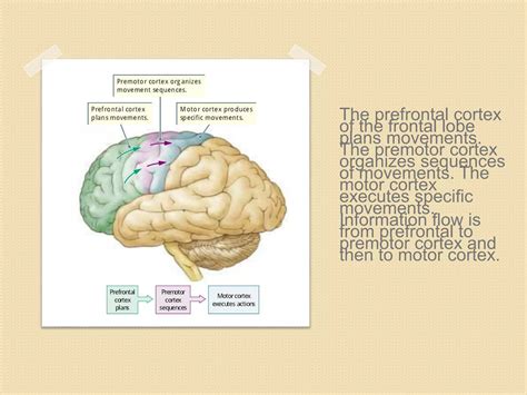 Physiology Of Movement PPTX