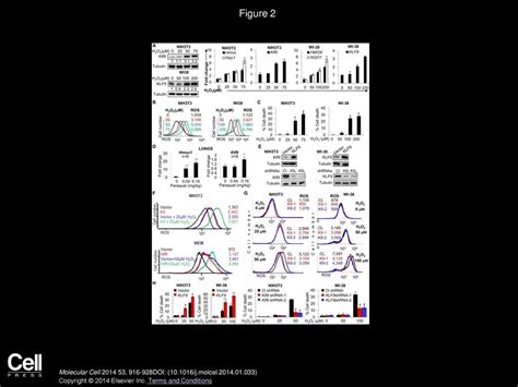 Nrf2 Amplifies Oxidative Stress Via Induction Of Klf9 Ppt Download