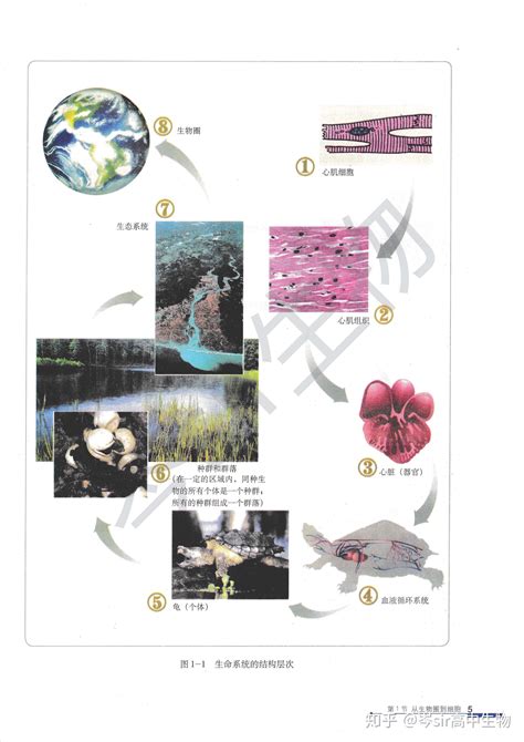 高中生物 教材速读 必修1第1章第1节 从生物圈到细胞