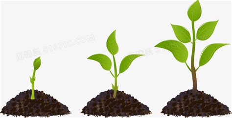 在成长的绿色小苗图片免费下载png素材编号z62injgx1图精灵