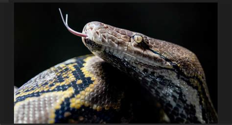 missing mother found dead inside 16 foot long python after it swallowed her whole in indonesia