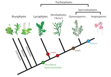 The First Terrestrial Ecosystems Encyclopedia Of The Environment
