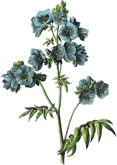 Printable Vintage Botanical Prints