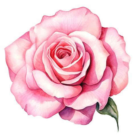 핑크 장미 수채화 그림 장미 분홍색 미술 Png 일러스트 및 이미지 에 대한 무료 다운로드 Pngtree