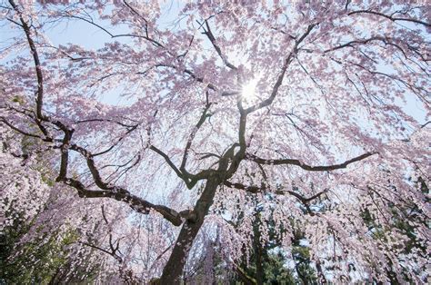 Under The Canopy Of A Weeping Sakura Tree [oc] [2500x1660] R Japanpics