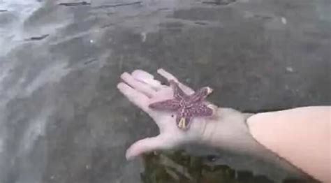 Морские звезды Смотреть онлайн в поиске Яндекса по Видео