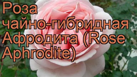 Роза чайно-гибридная Афродита (Rose Aphrodite) 🌿 обзор: как сажать ...