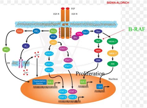 Growth Signaling Pathway