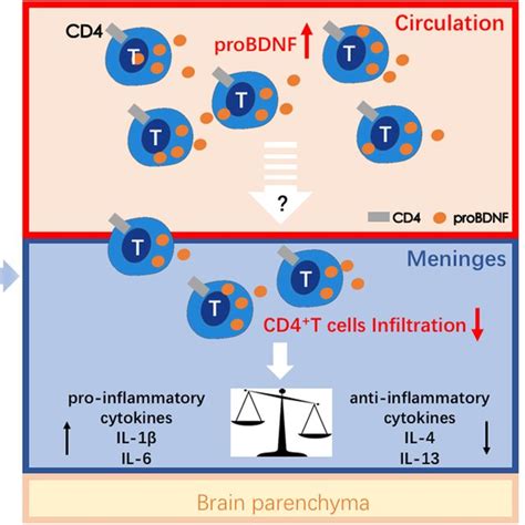 Schematic Diagram Showing How Probdnf Dampens Cd4⁺ T Cell Activity And