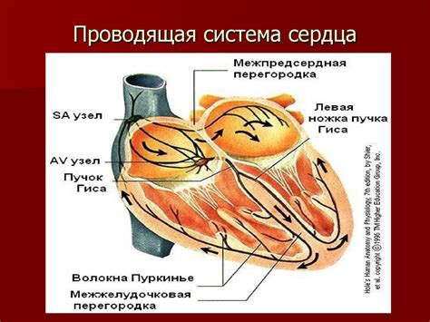 Сердечно сосудистая система Анатомия и физиология сердца Online