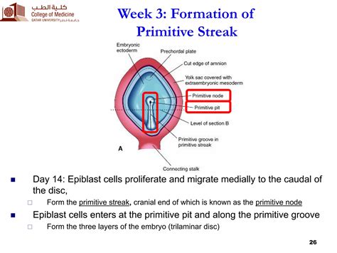 1 Female Reproductive System And Embryonic Developmentpdf