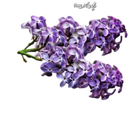 Tube Lilas