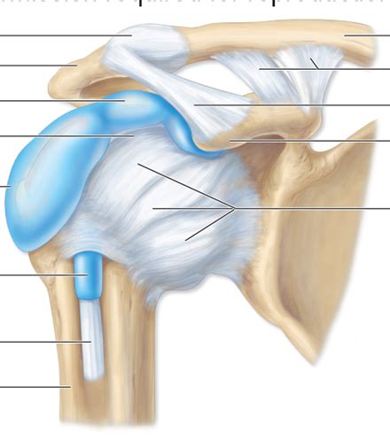 Shoulder Joints Diagram Quizlet