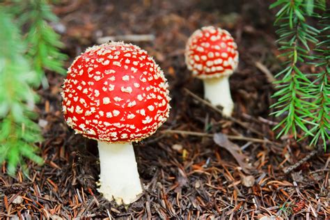 무료 이미지 자연 숲 바닥 꽃 가을 흙 식물학 진균류 비행 Agaric 독 진드기의 아마니 타 무 카라