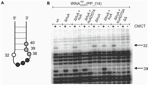Figure 1 From Pseudouridines Of Trna Anticodon Stem Loop Have