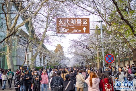 春日限定！南京鸡鸣寺樱花进入盛开期新华网江苏频道