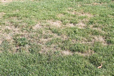 Home Yard And Garden Newsletter At The University Of Illinois
