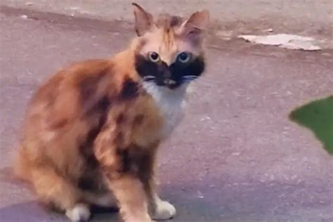 Кошка с окрасом на морде похожим на маску удивила соцсети Газета Ru Новости