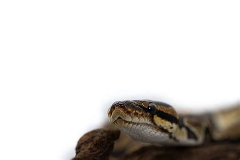 Ball Python Close Up Scales Python Predator Photo Background And Picture For Free Download Pngtree