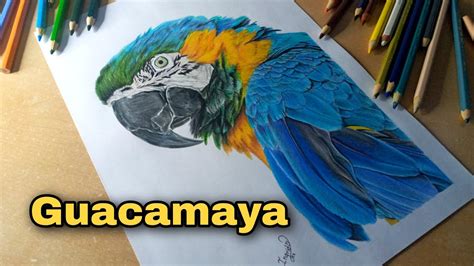 Dibujando Una Guacamaya Realista Ingrid Youtube